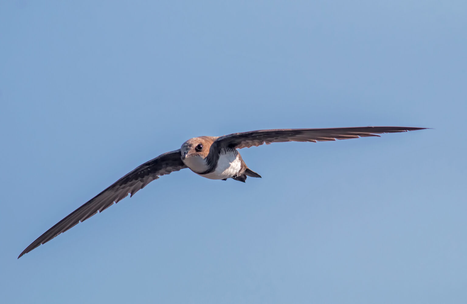 Swift Bird Facts | Swift International
