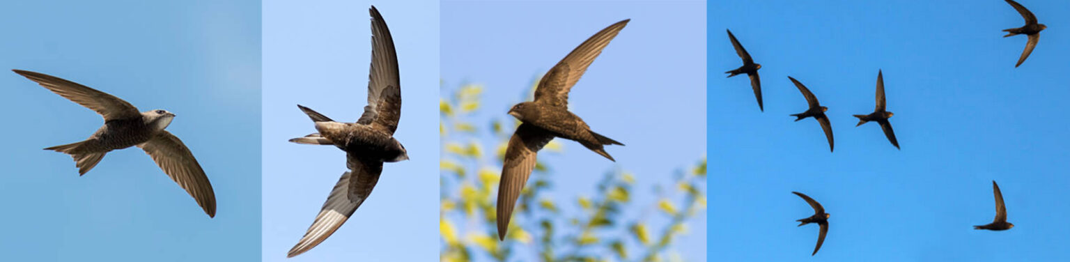 Swift Bird Facts | Swift International